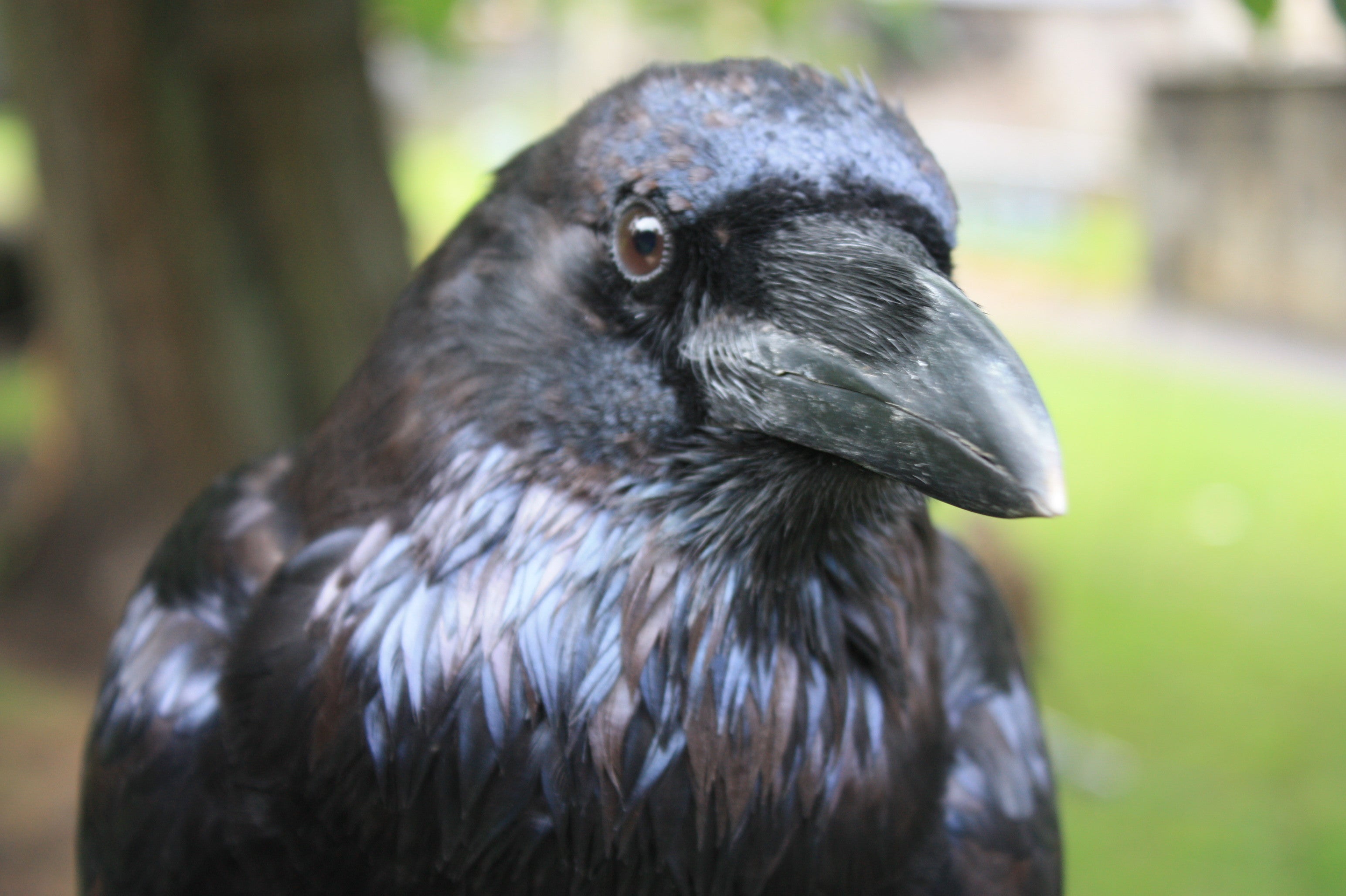 Poetry Friday: "Song for the Songs of the Common Raven" by Don McKay ...