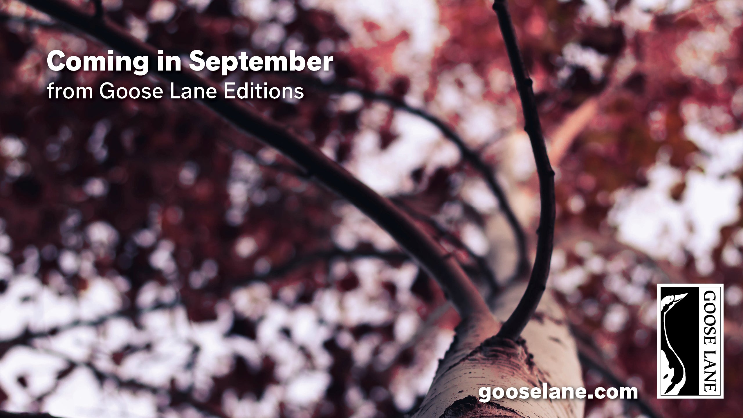 Coming in September – Goose Lane Editions