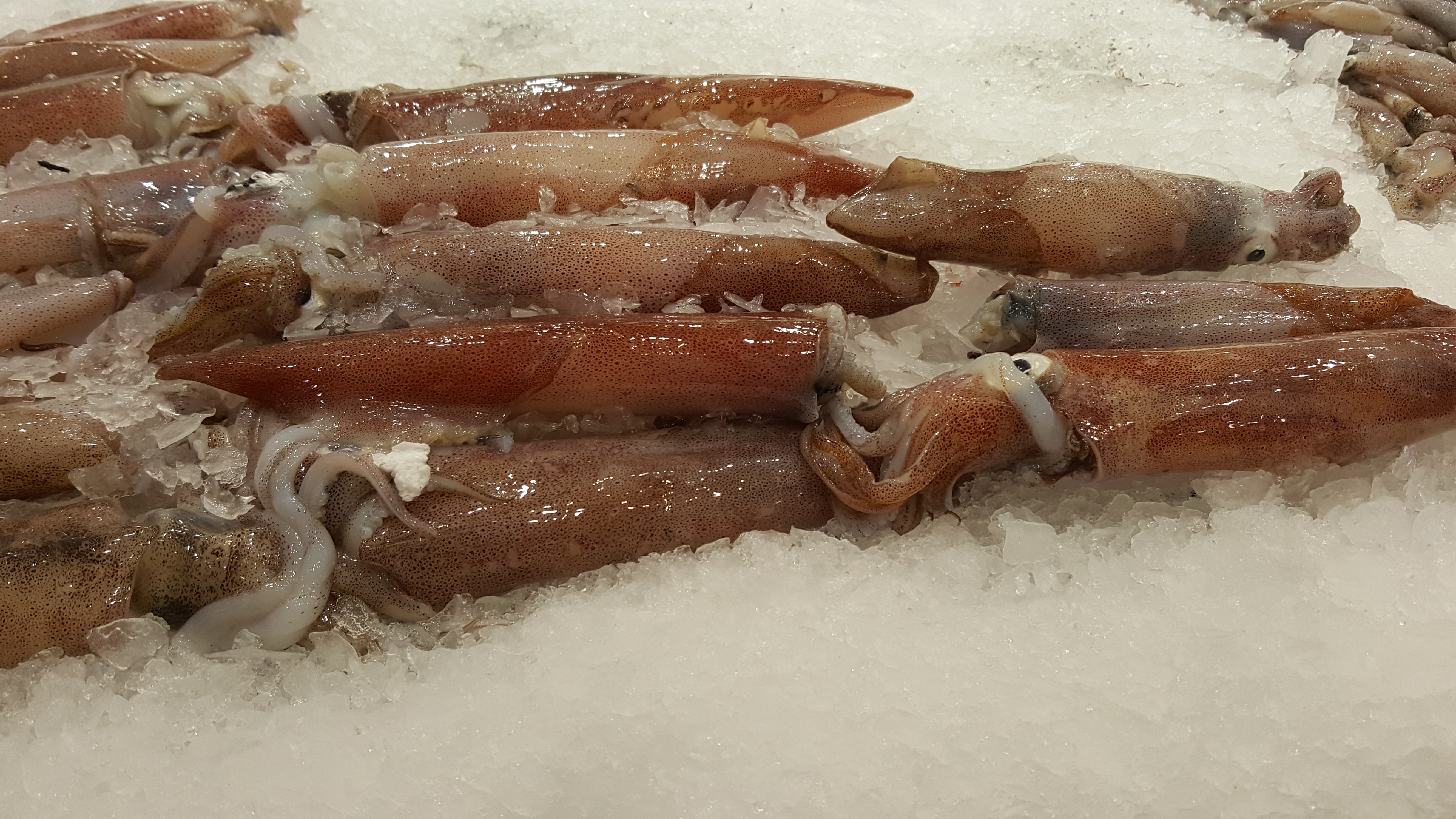 Poetry Friday: "How to Trim Squid" by Craig Poile – Goose Lane Editions